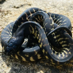 All – The Reptile Shop